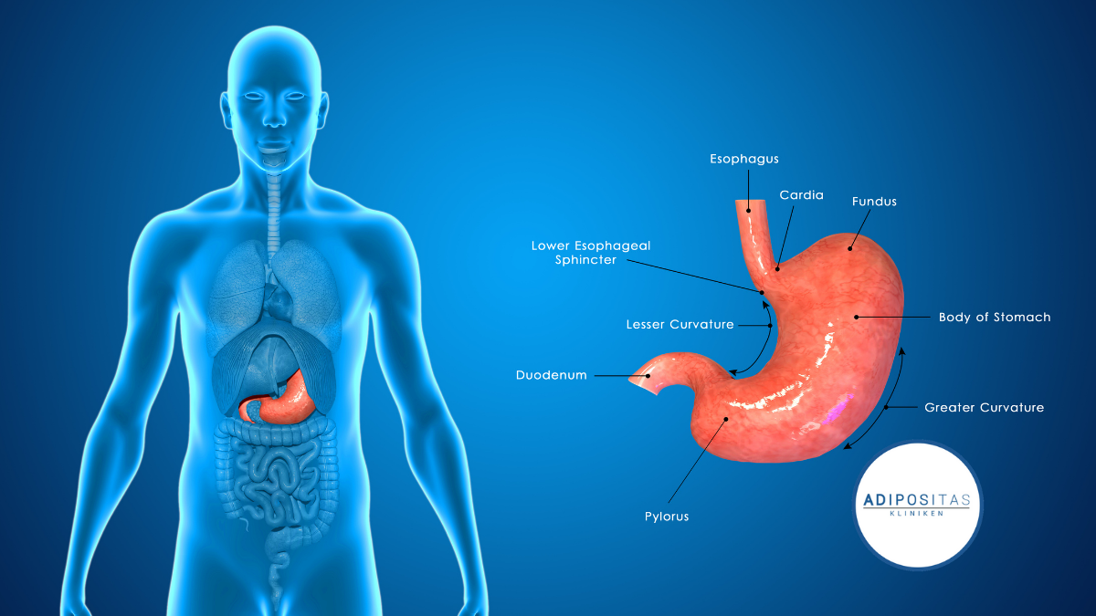 Wie funktioniert eigentlich unser Magen? - Adipositas Kliniken